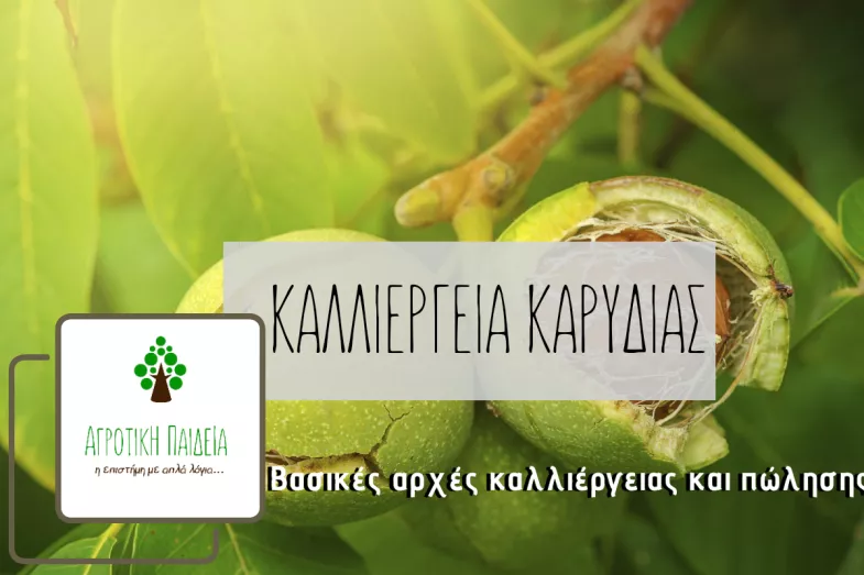Βασικές αρχές καλλιέργειας και πώλησης του καρυδιού | xronos.gr