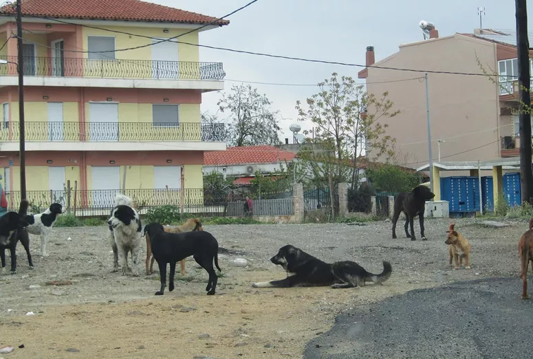 Αδέσποτα! | xronos.gr