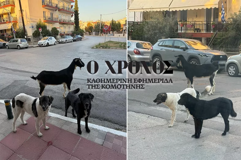 Μία αδέσποτη… κατσίκα περιφέρεται στην Κομοτηνή | xronos.gr